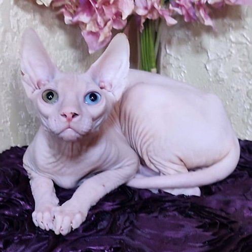 Hairless cat for sale/Hairless cat for sale near me