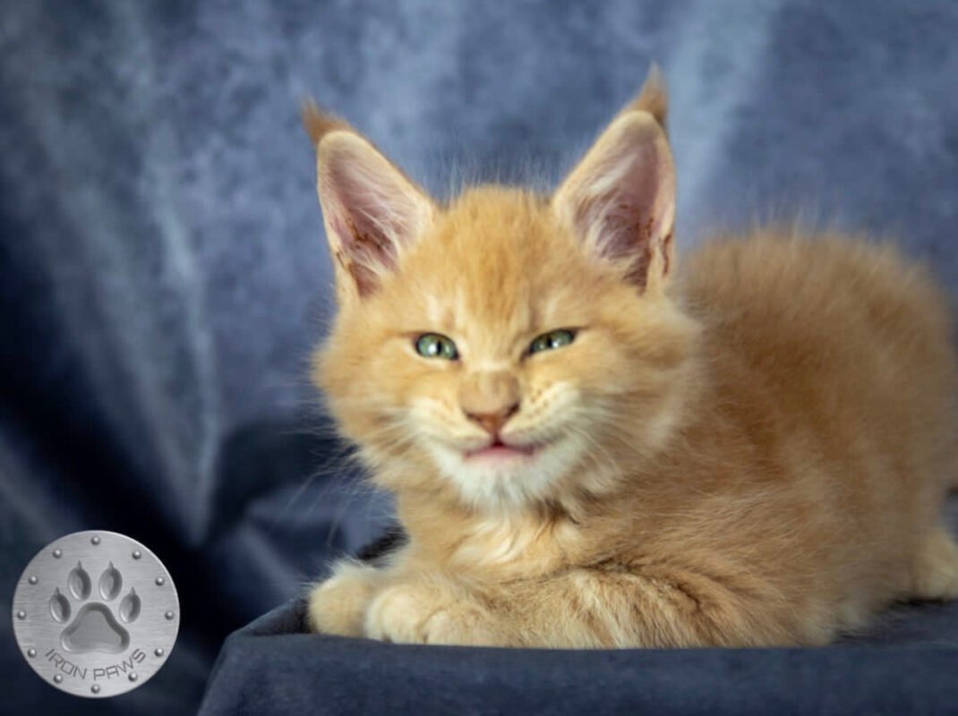 Maincoon kittens for sale/Maincoon kittens for sale near me