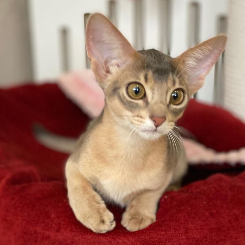 Abyssinian cat price/Abyssinian price/blue abyssinian cat price