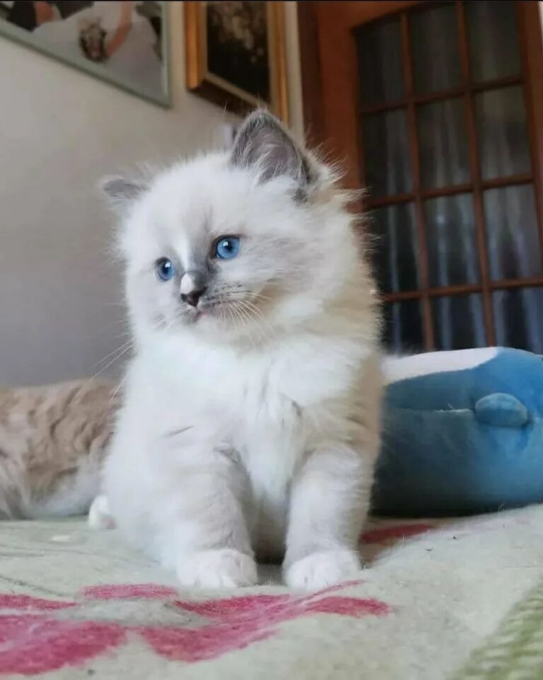 Purebred maine coon kittens/Purebred maine coon for sale