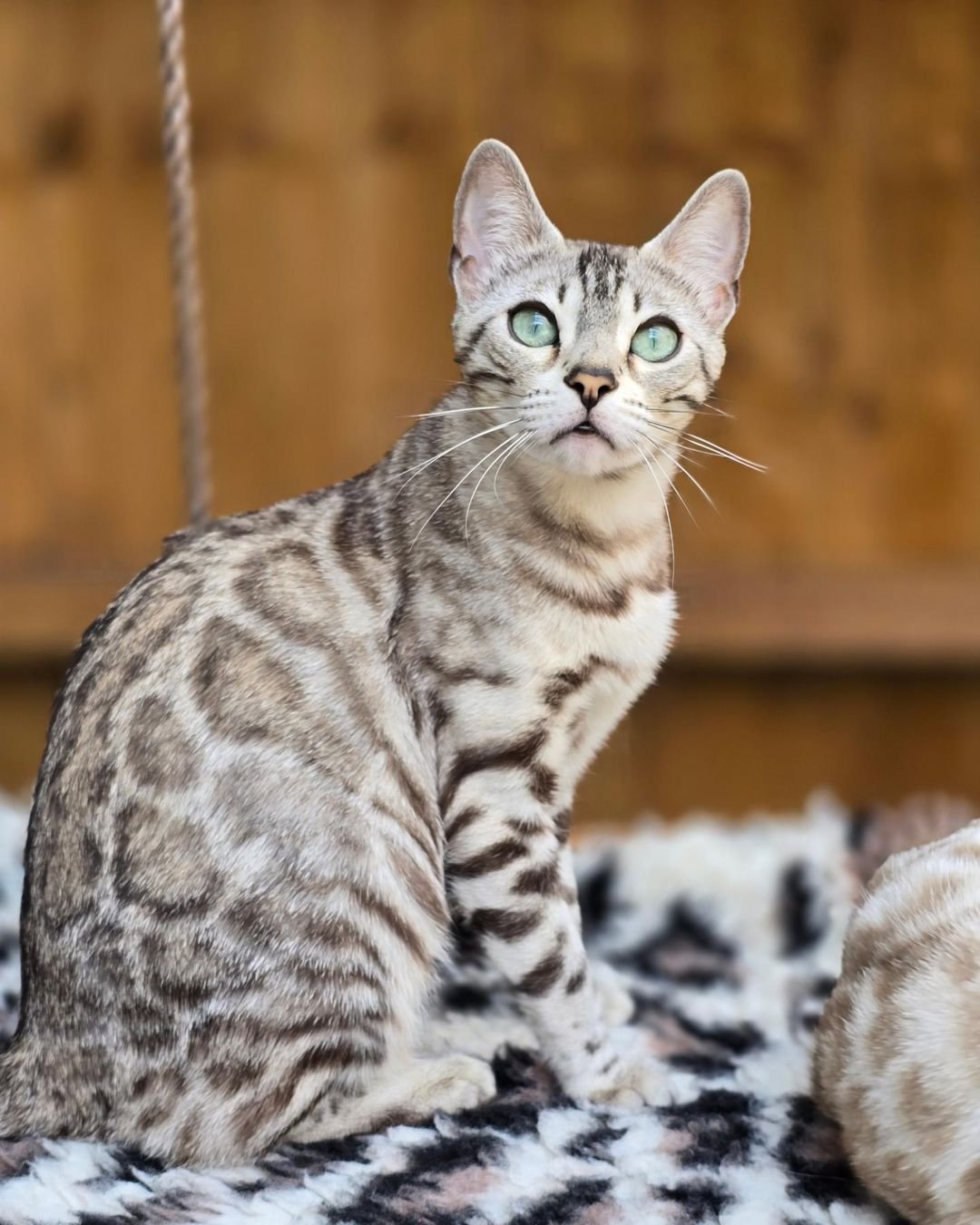About Us - Cheap Kittens